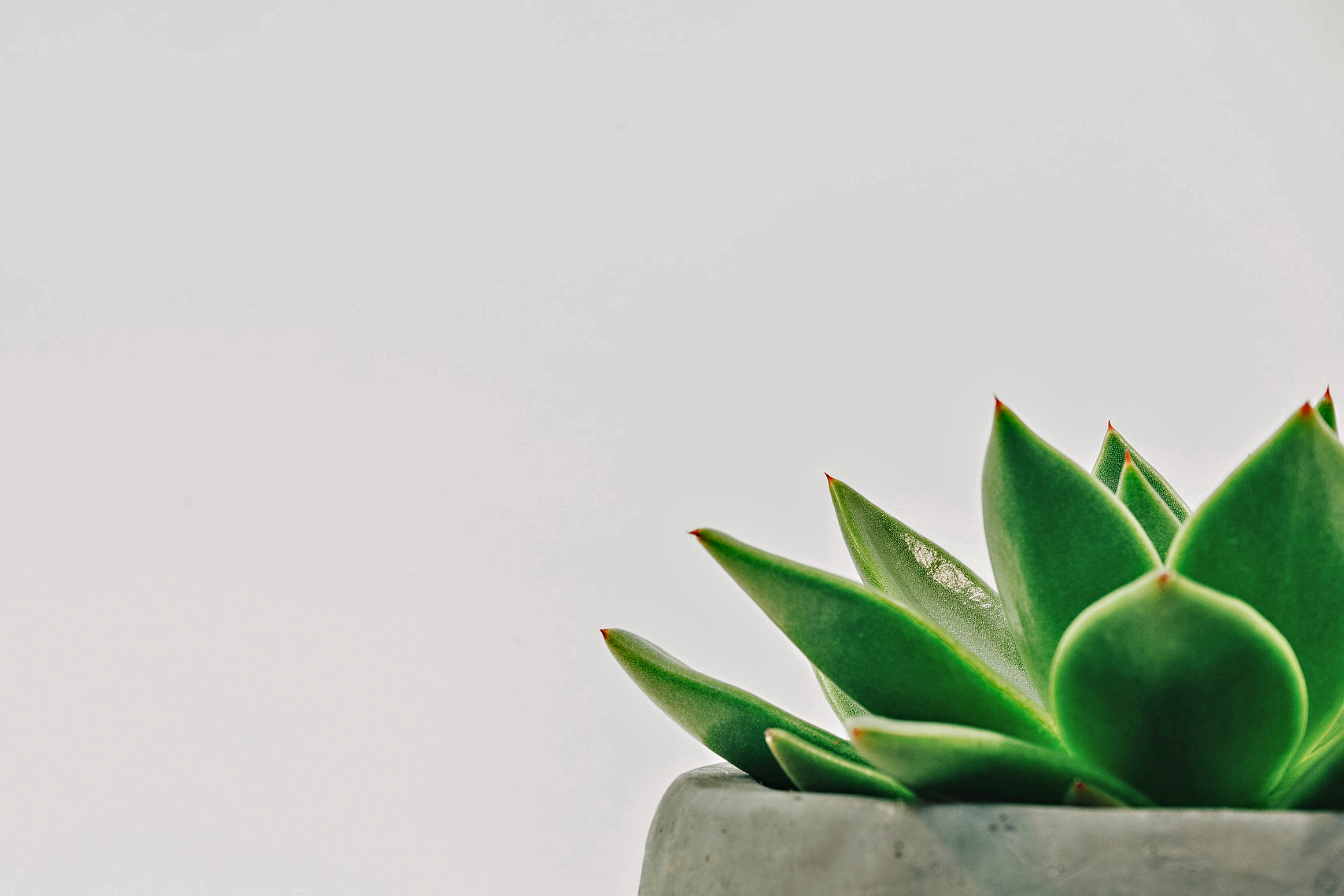 Tough House Plants for People who often Forget to Water | Severn Wishes ...