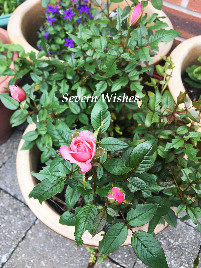 3 Reasons To Keep Your Supermarket Rose Plants | Severn Wishes Blog