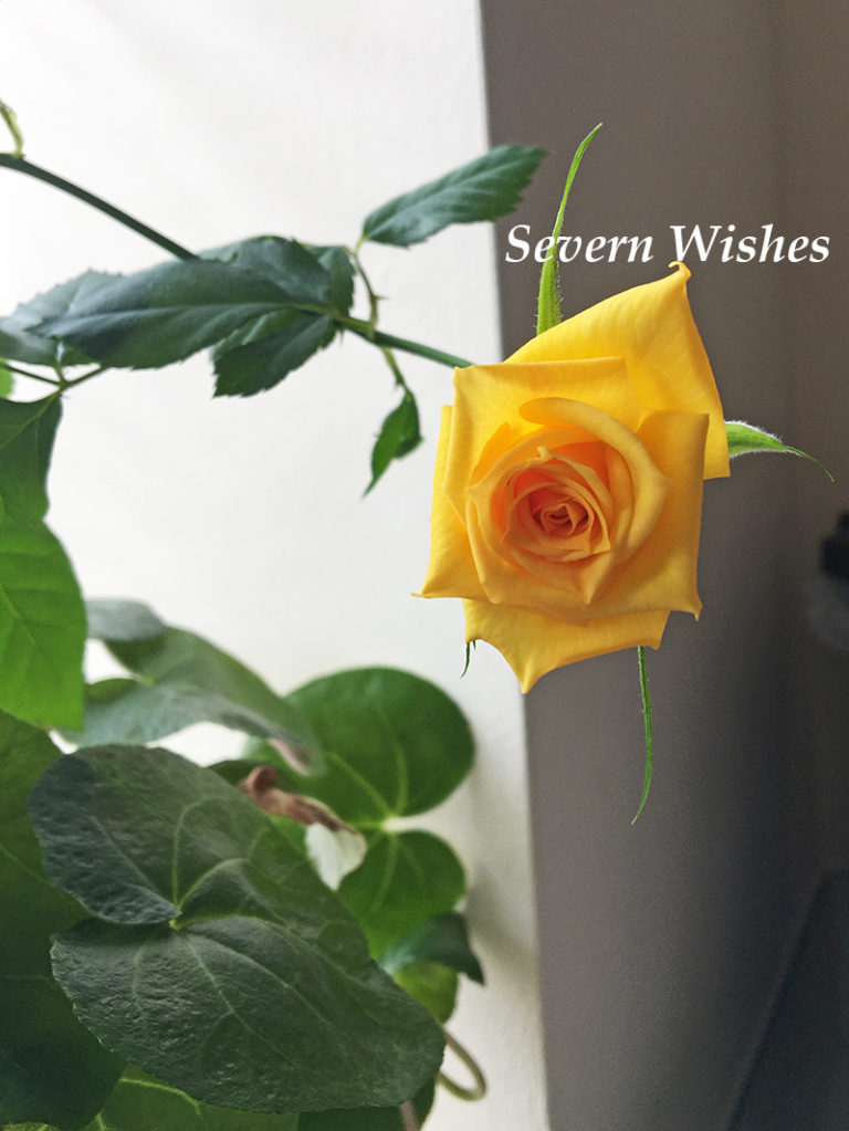 3 Reasons To Keep Your Supermarket Rose Plants | Severn Wishes Blog